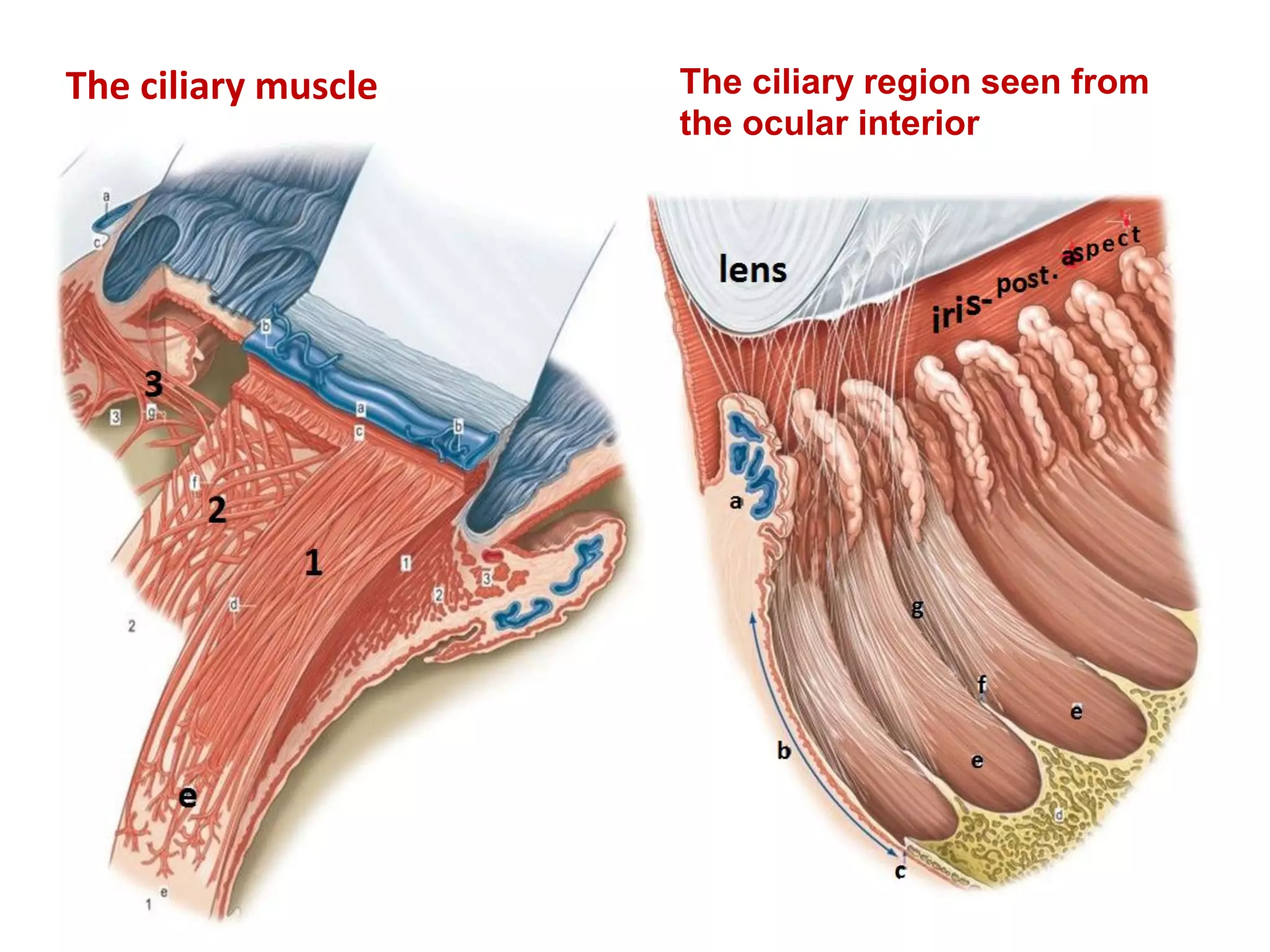The eyeball anatomy | PDF