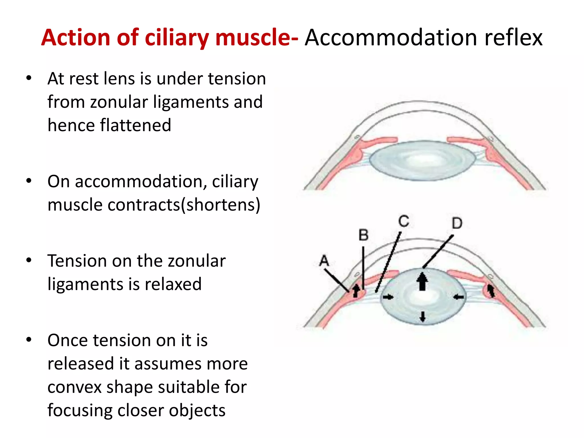 The eyeball anatomy | PDF
