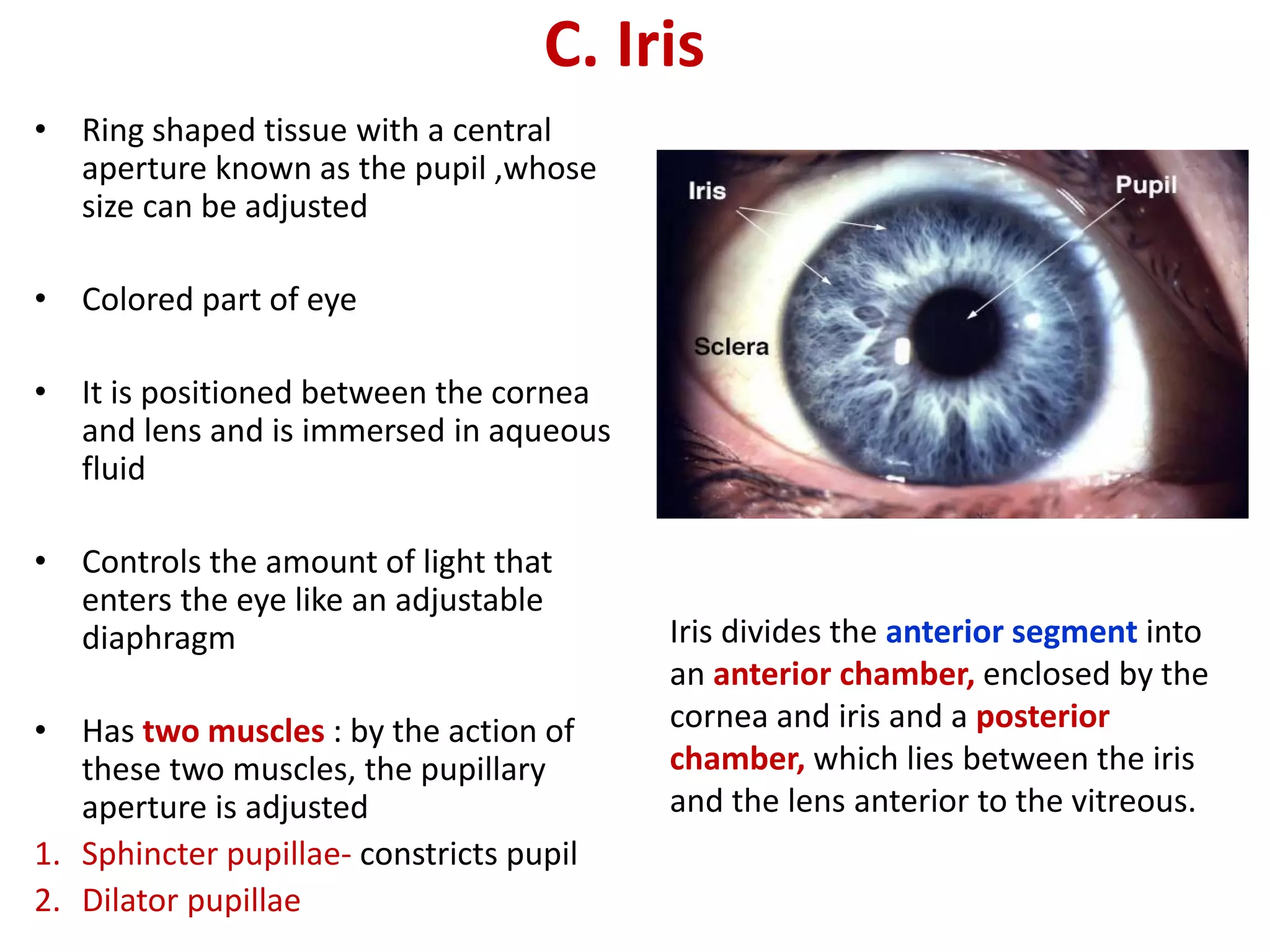 The eyeball anatomy | PDF