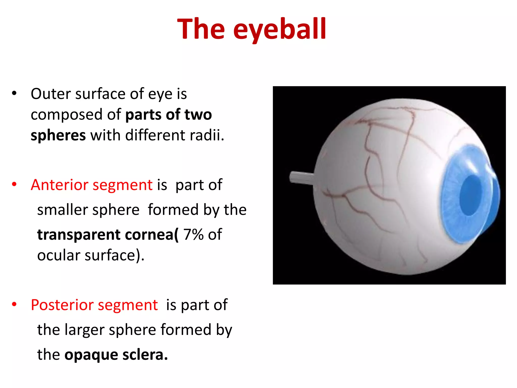 The eyeball anatomy | PDF