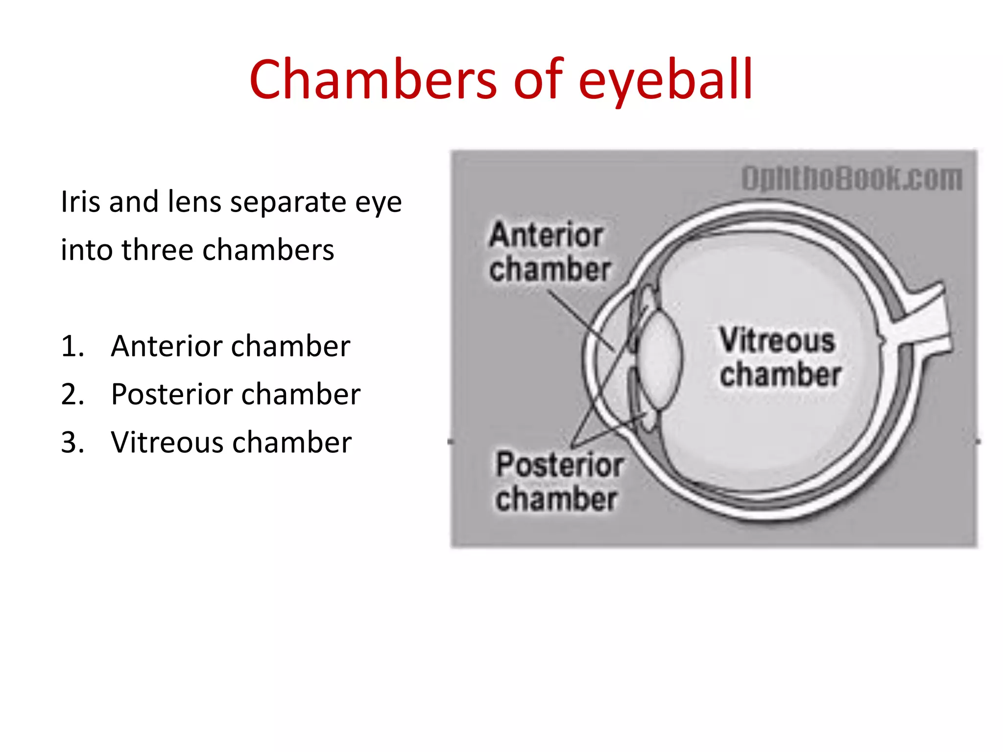 The eyeball anatomy | PDF