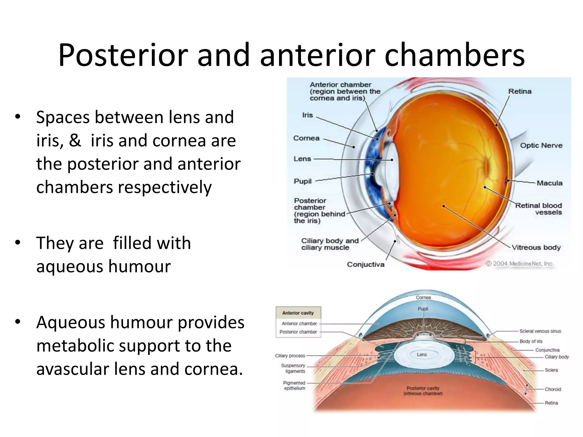The eyeball anatomy | PDF