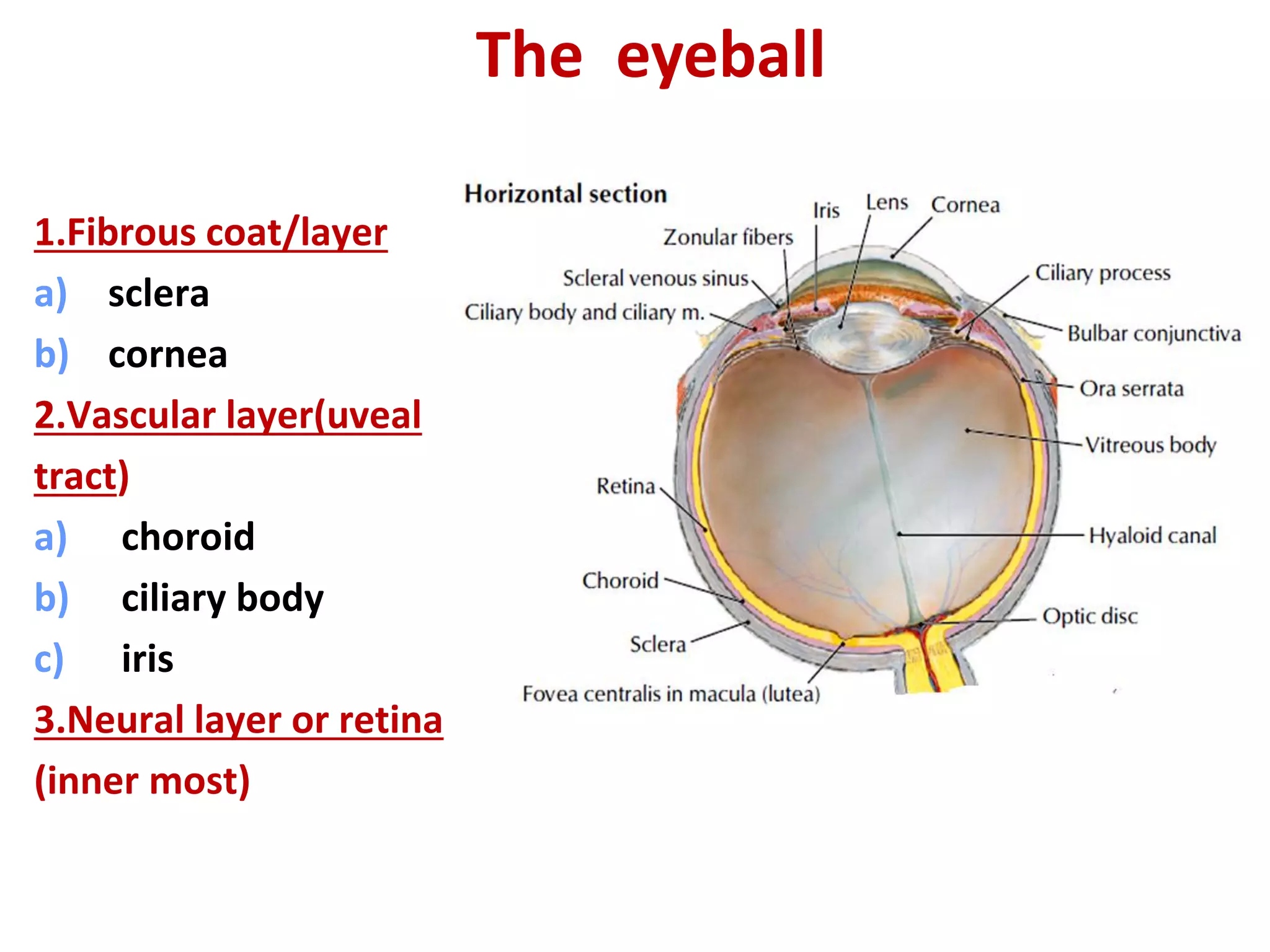 The eyeball anatomy | PDF