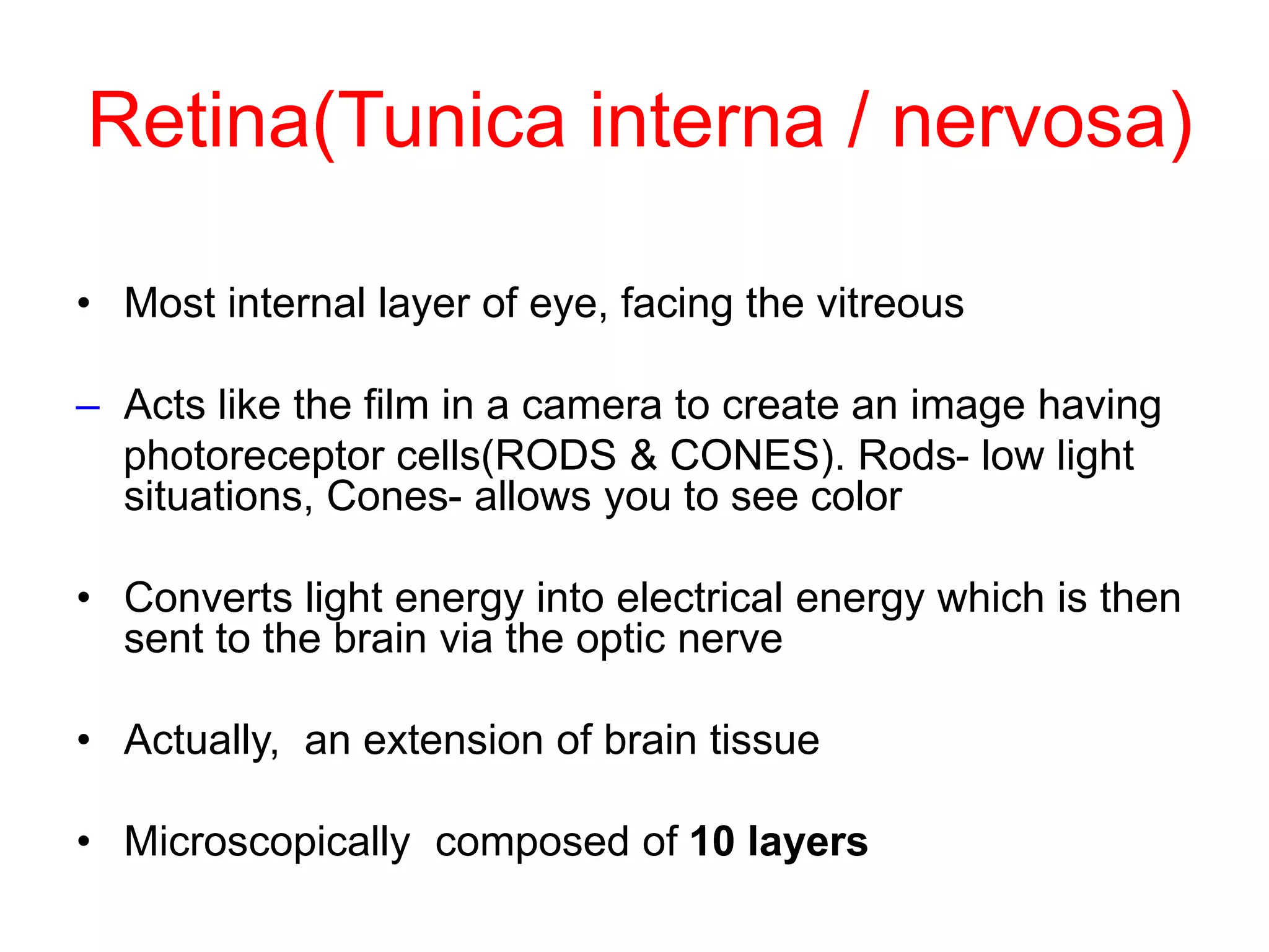The eyeball anatomy | PDF