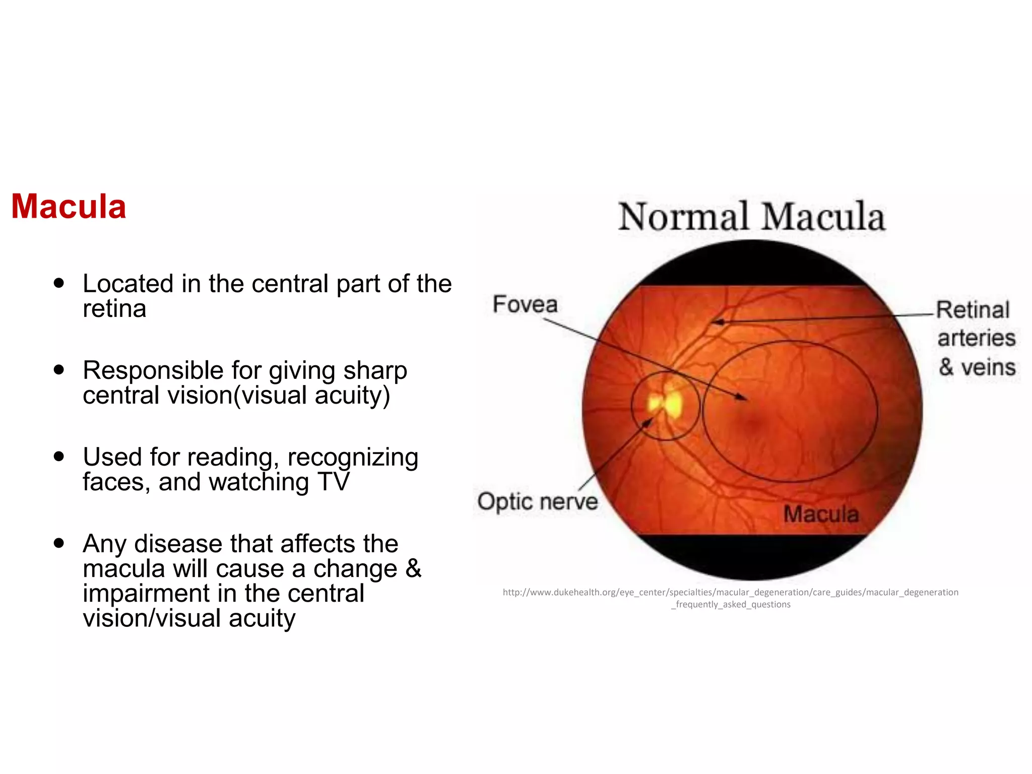 The eyeball anatomy | PDF