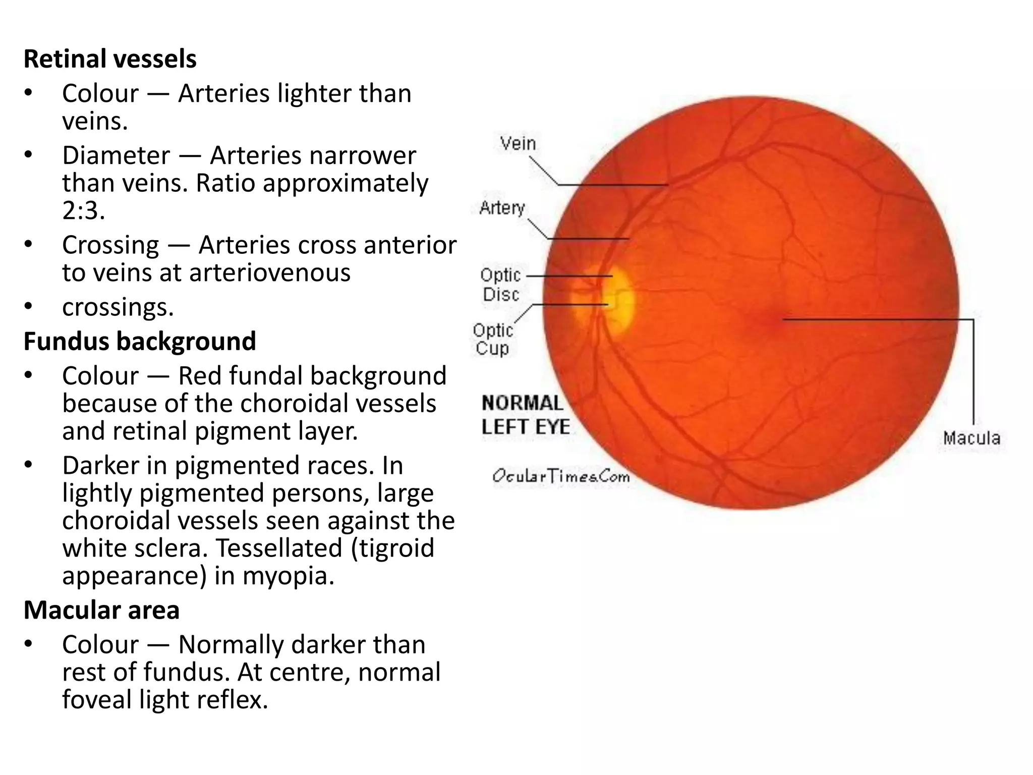 The eyeball anatomy | PDF