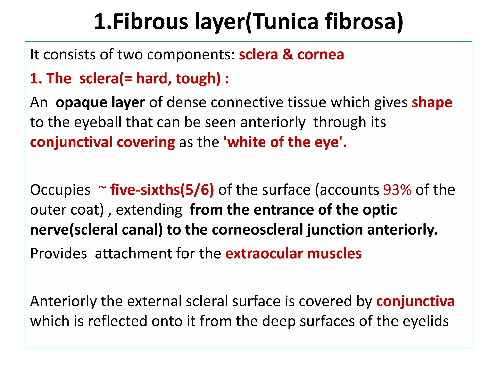 The eyeball anatomy | PDF