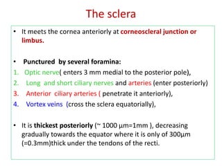 The eyeball anatomy | PDF