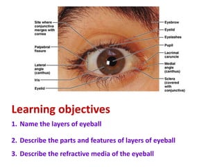 The eyeball anatomy | PDF