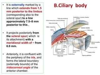 The eyeball anatomy | PDF