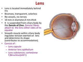 The eyeball anatomy | PDF