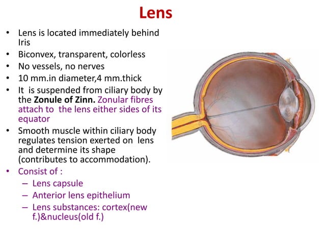 The eyeball anatomy | PDF