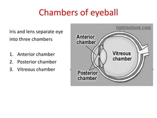 The eyeball anatomy | PDF