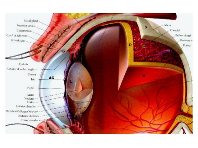 The eyeball anatomy | PDF