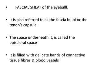 THE EYEBALL &conjuctiva anatomy in very easy way | PPT