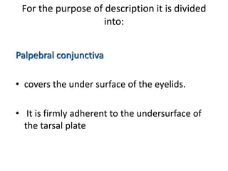 THE EYEBALL &conjuctiva anatomy in very easy way | PPT