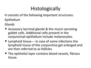 THE EYEBALL &conjuctiva anatomy in very easy way | PPT