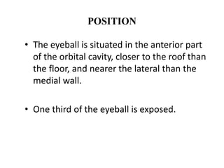 THE EYEBALL &conjuctiva anatomy in very easy way | PPT