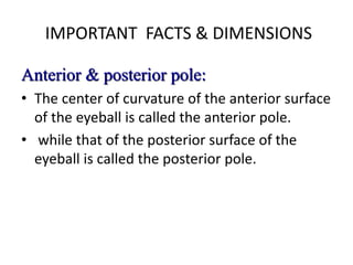 THE EYEBALL &conjuctiva anatomy in very easy way | PPT