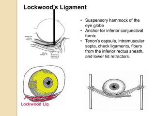 Suspensory Ligament Of Lockwood