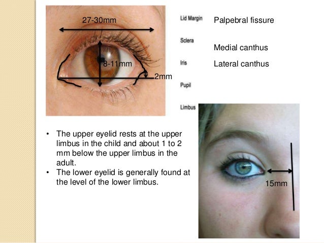 The eyelid