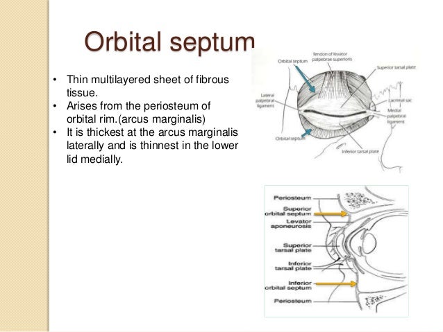 Orbital Septum Anatomy