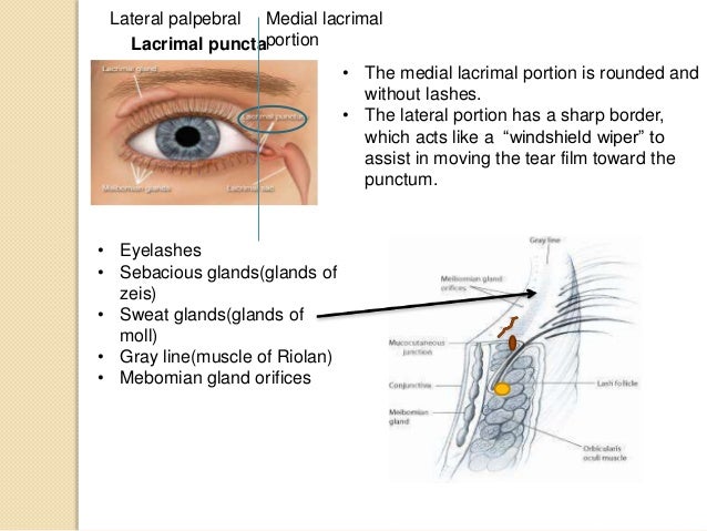 The eyelid