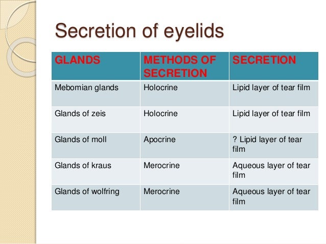 The eyelid