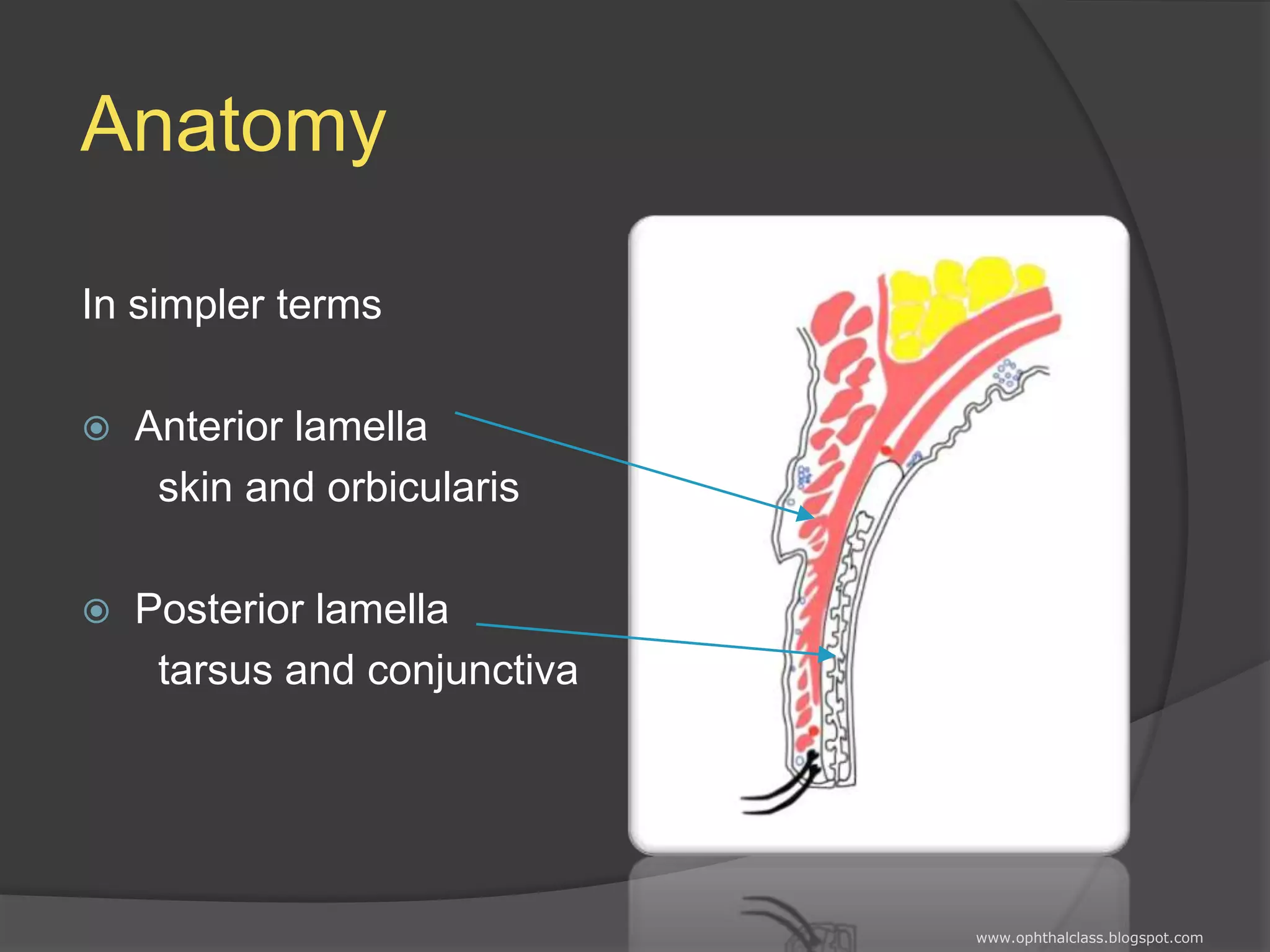 Lids and Adnexa Class1: The eyelid margin | PPTX