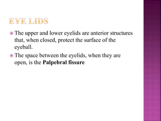THE EYELIDS 2.pptx