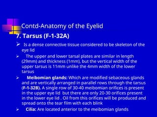 The_eyelids_and_the_lacrimal_apparatus (2).ppt
