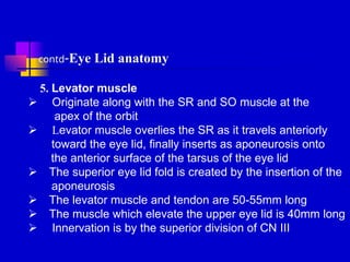 The_eyelids_and_the_lacrimal_apparatus (2).ppt