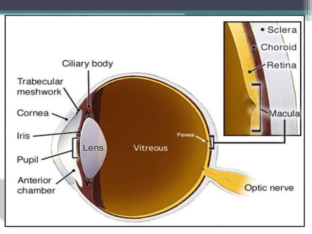 The Optics of Human Eye & Gallstrand schematic eye | PPTX
