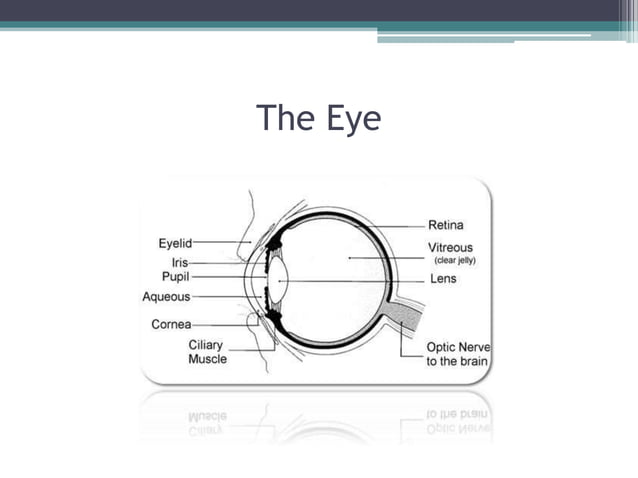 The Optics of Human Eye & Gallstrand schematic eye | PPTX