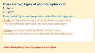 The eye presentation (Sherly) | PPTX
