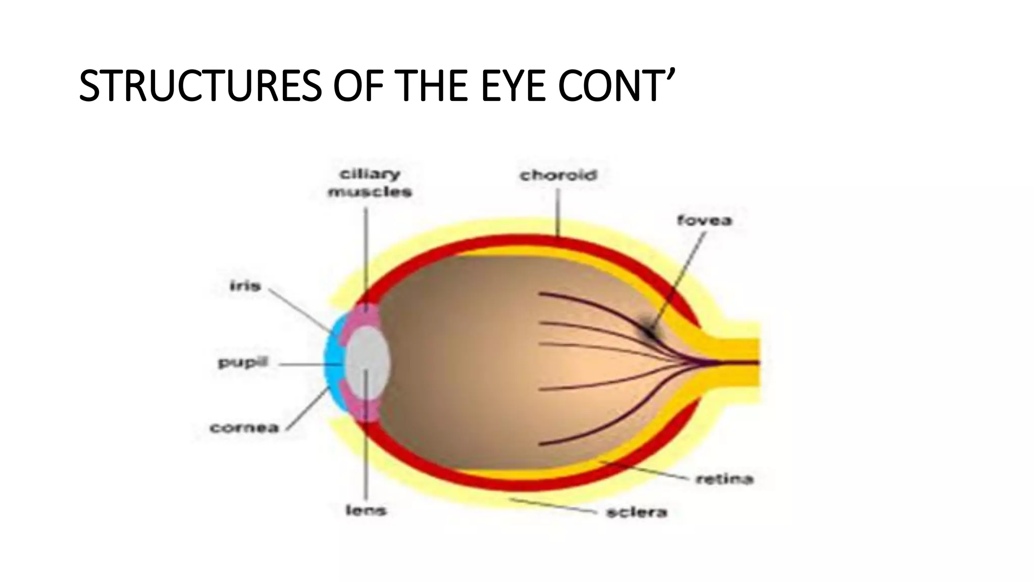 The eye (sense of sight organ) | PDF