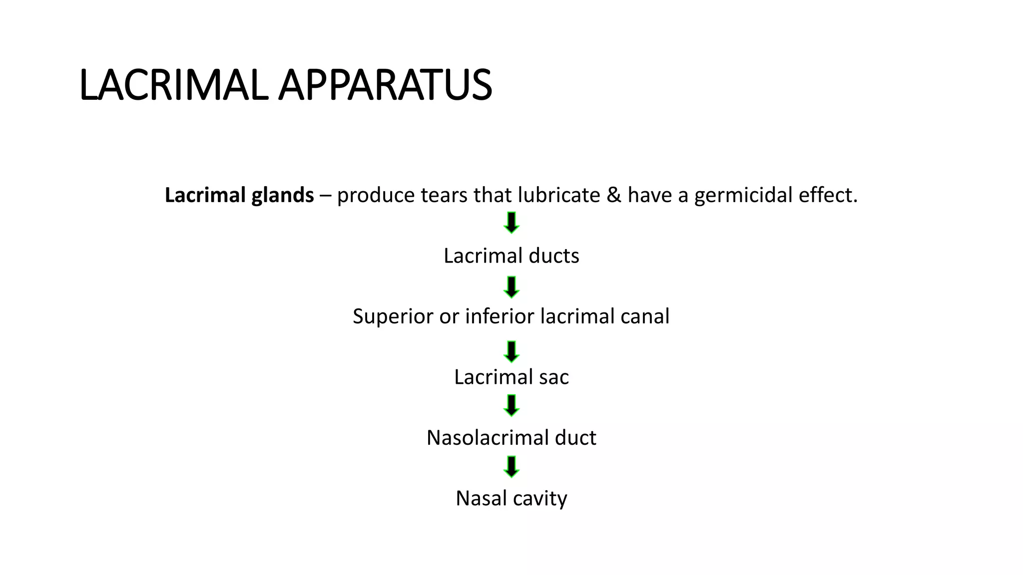 The eye (sense of sight organ) | PDF