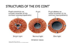 The eye (sense of sight organ) | PDF
