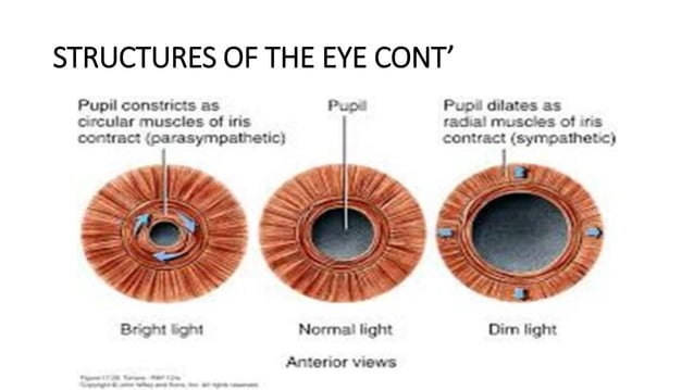 The eye (sense of sight organ) | PDF