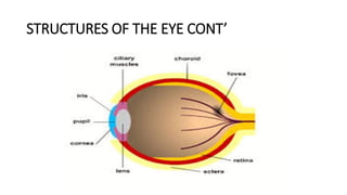 The eye (sense of sight organ) | PDF