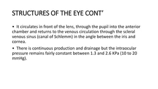 The eye (sense of sight organ) | PDF