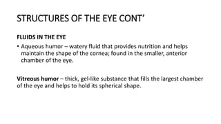 The eye (sense of sight organ) | PDF