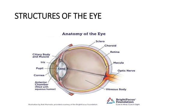 The eye (sense of sight organ) | PDF