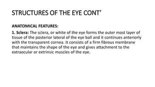 The eye (sense of sight organ) | PDF