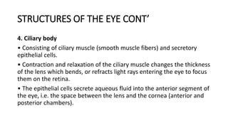 The eye (sense of sight organ) | PDF