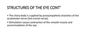 The eye (sense of sight organ) | PDF