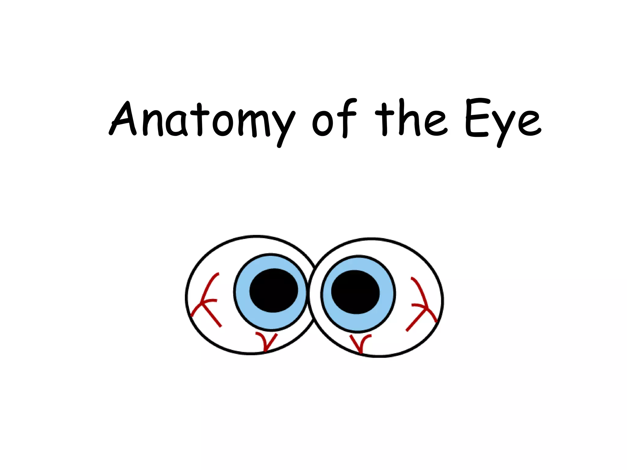 Eye Anatomy | PPTX | Eye and Vision Conditions | Diseases and Conditions