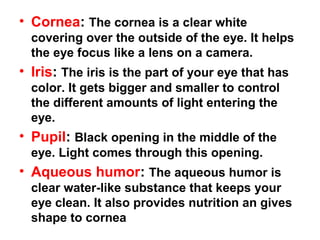 The eyeshaveit | PPT