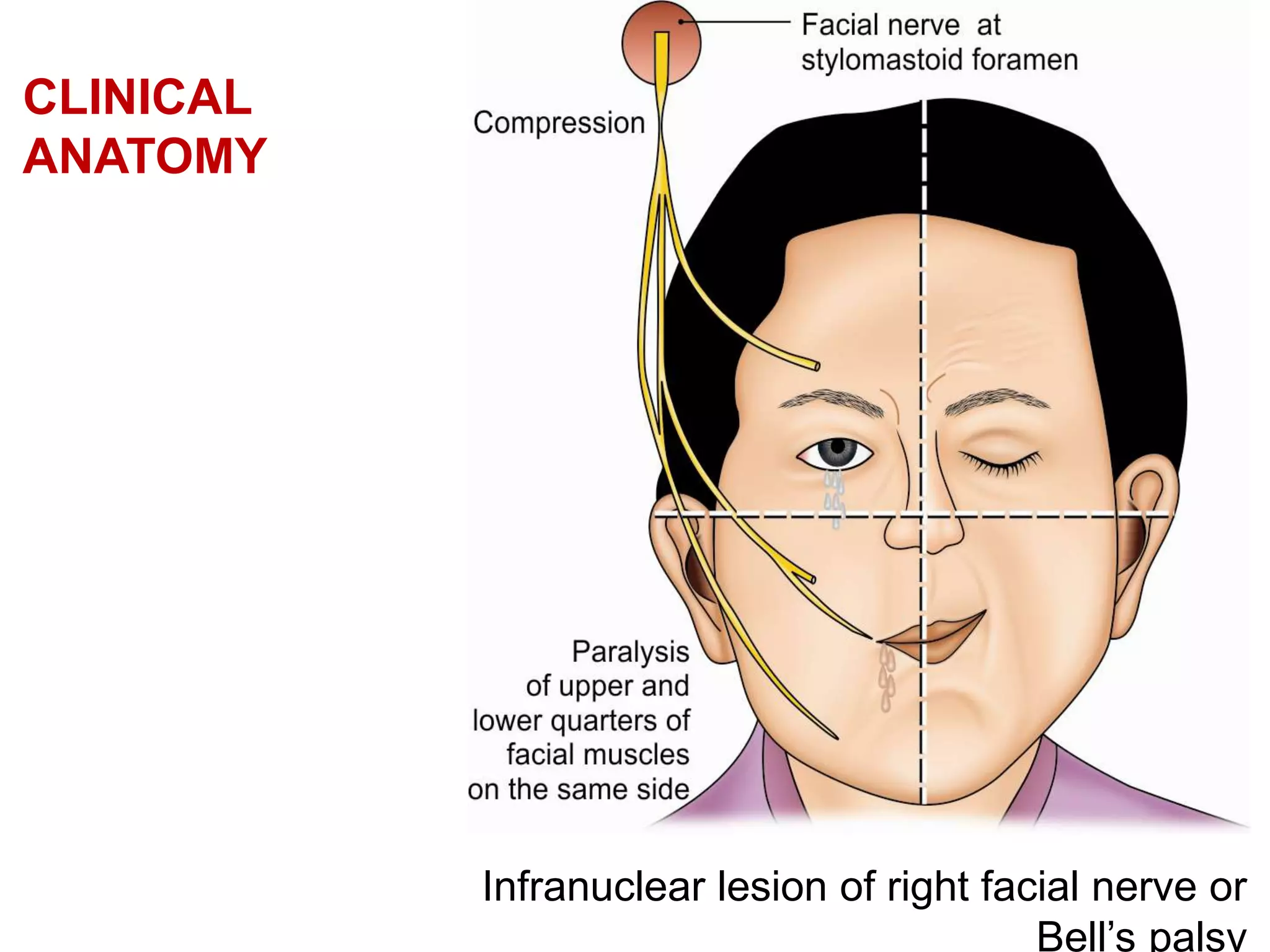 The face anatomy | PPTX