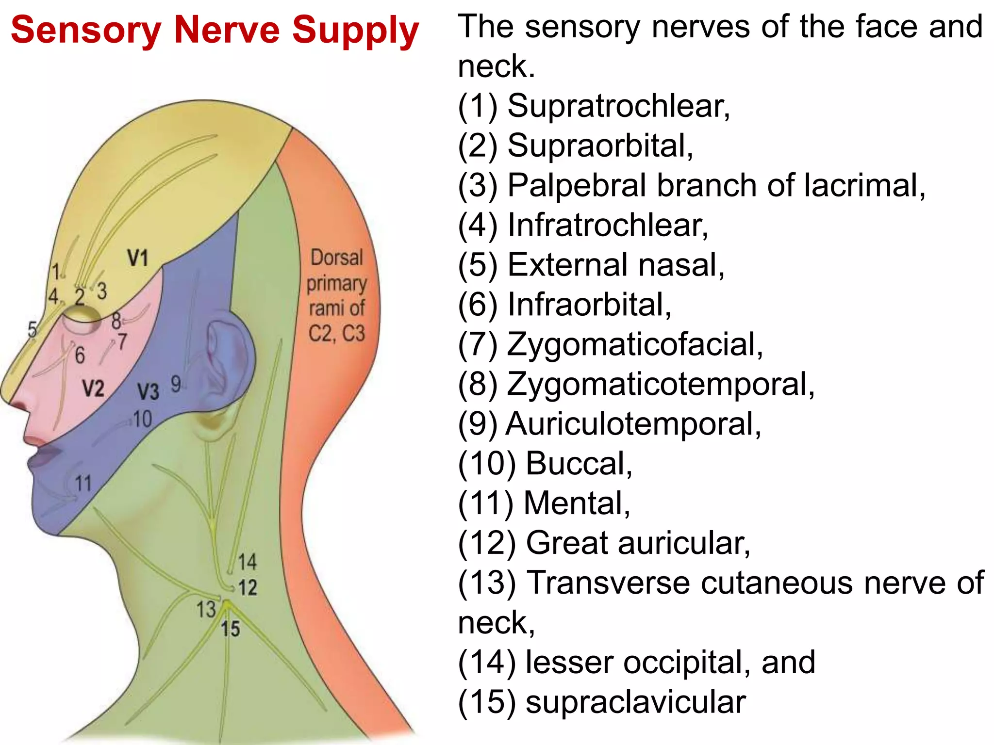The face anatomy | PPTX